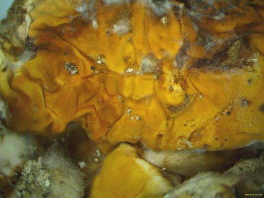 Champignon xylophage