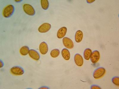Champignon xylophage