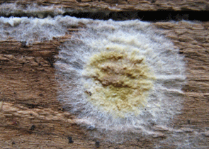 Champignon xylophage