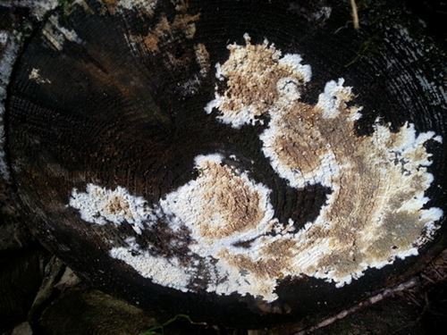 Champignon xylophage