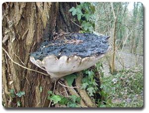 Champignon xylophage
